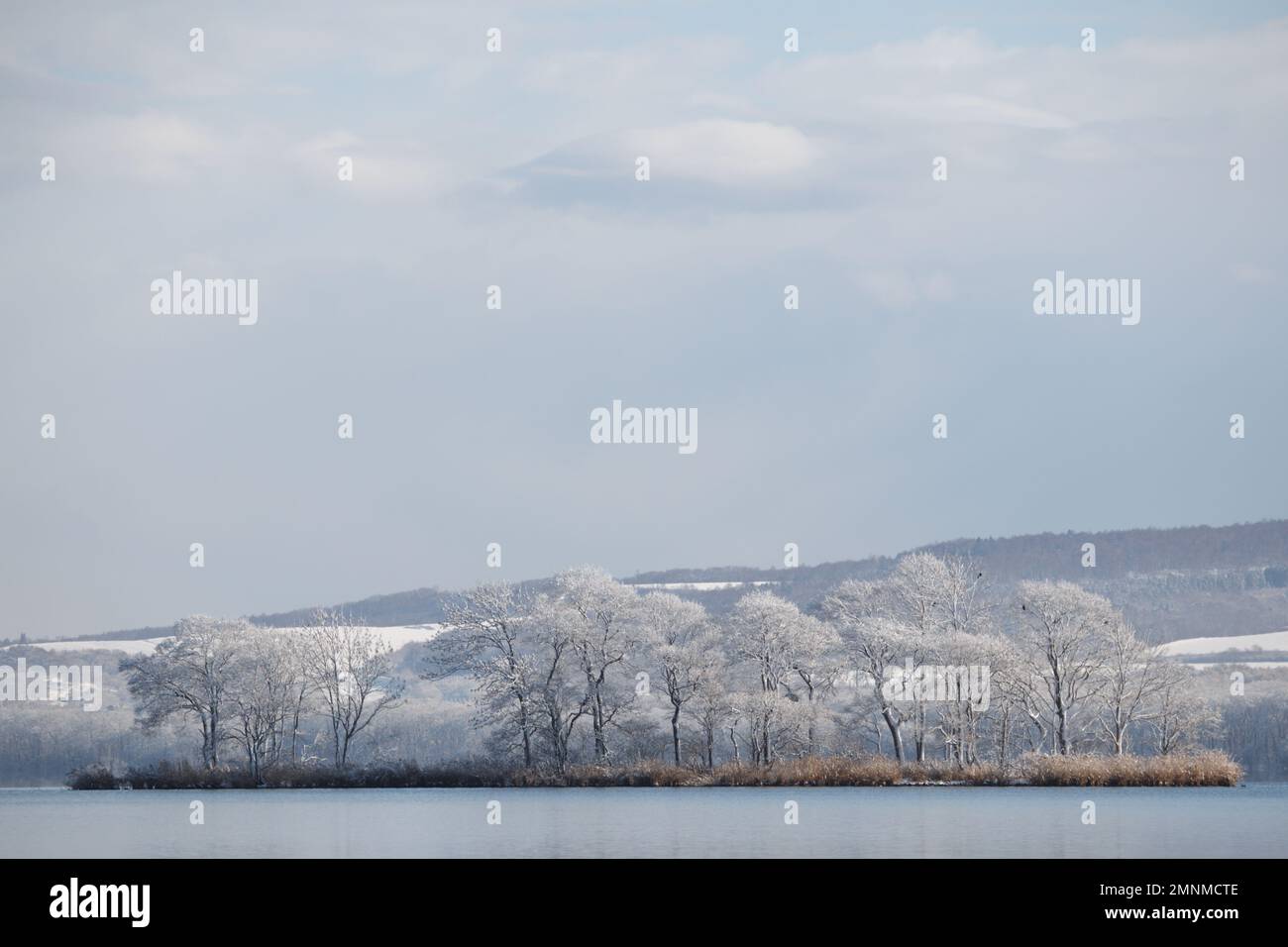Large island with frozen trees in winter landscape, Lake Onuma ...