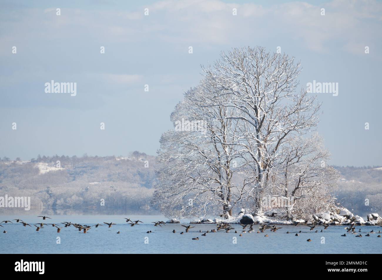 Snowy landscape with water and animals hi-res stock photography and ...
