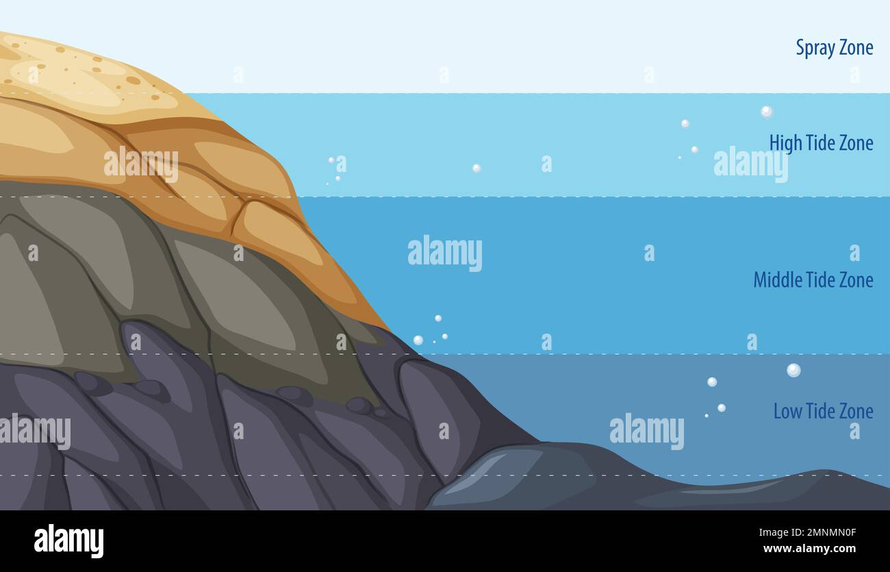 Rocky shore zonation education diagram illustration Stock Vector Image ...