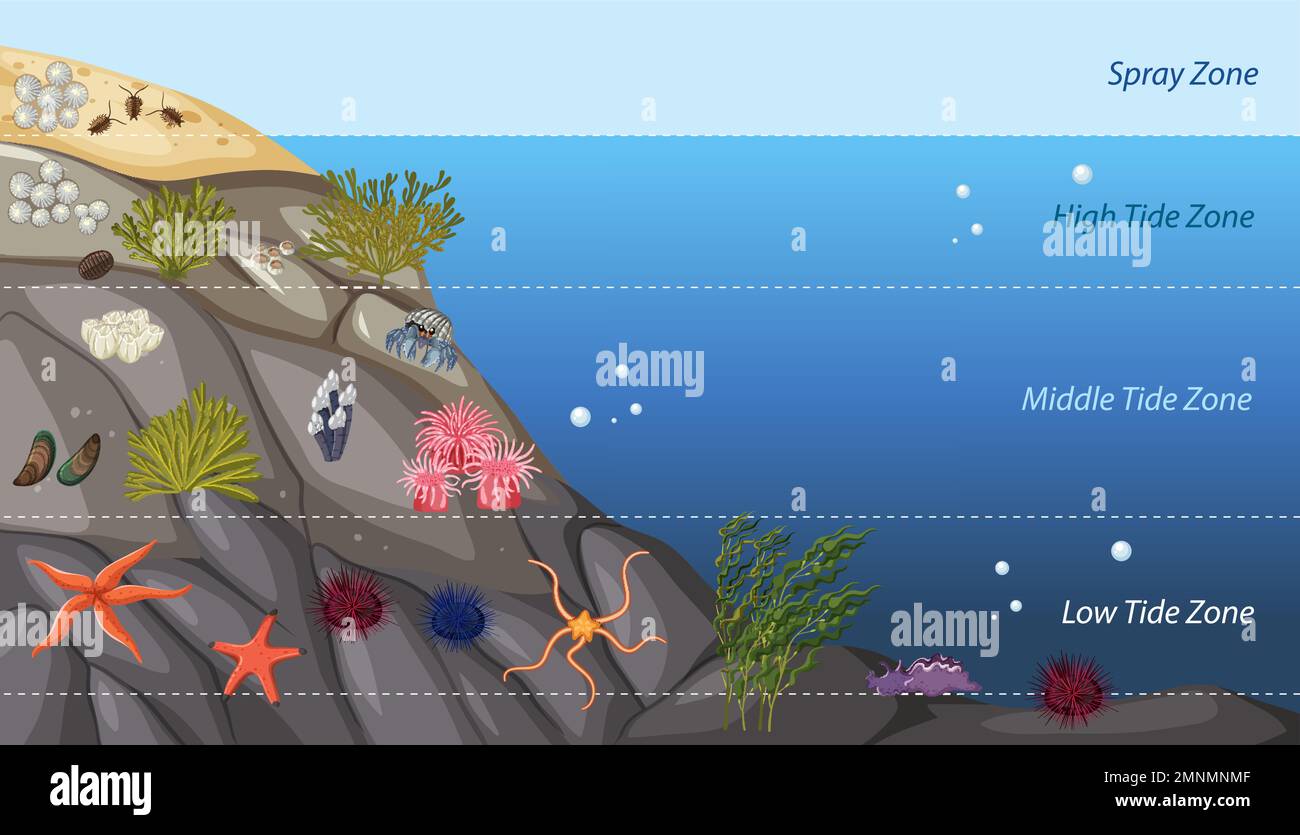 Intertidal Zone Drawing