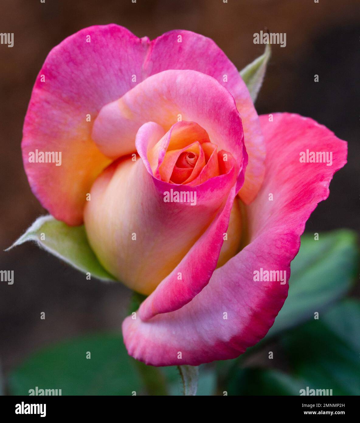 Close up of the pink and cream Gemini Hybrid Tea Rose Stock Photo - Alamy