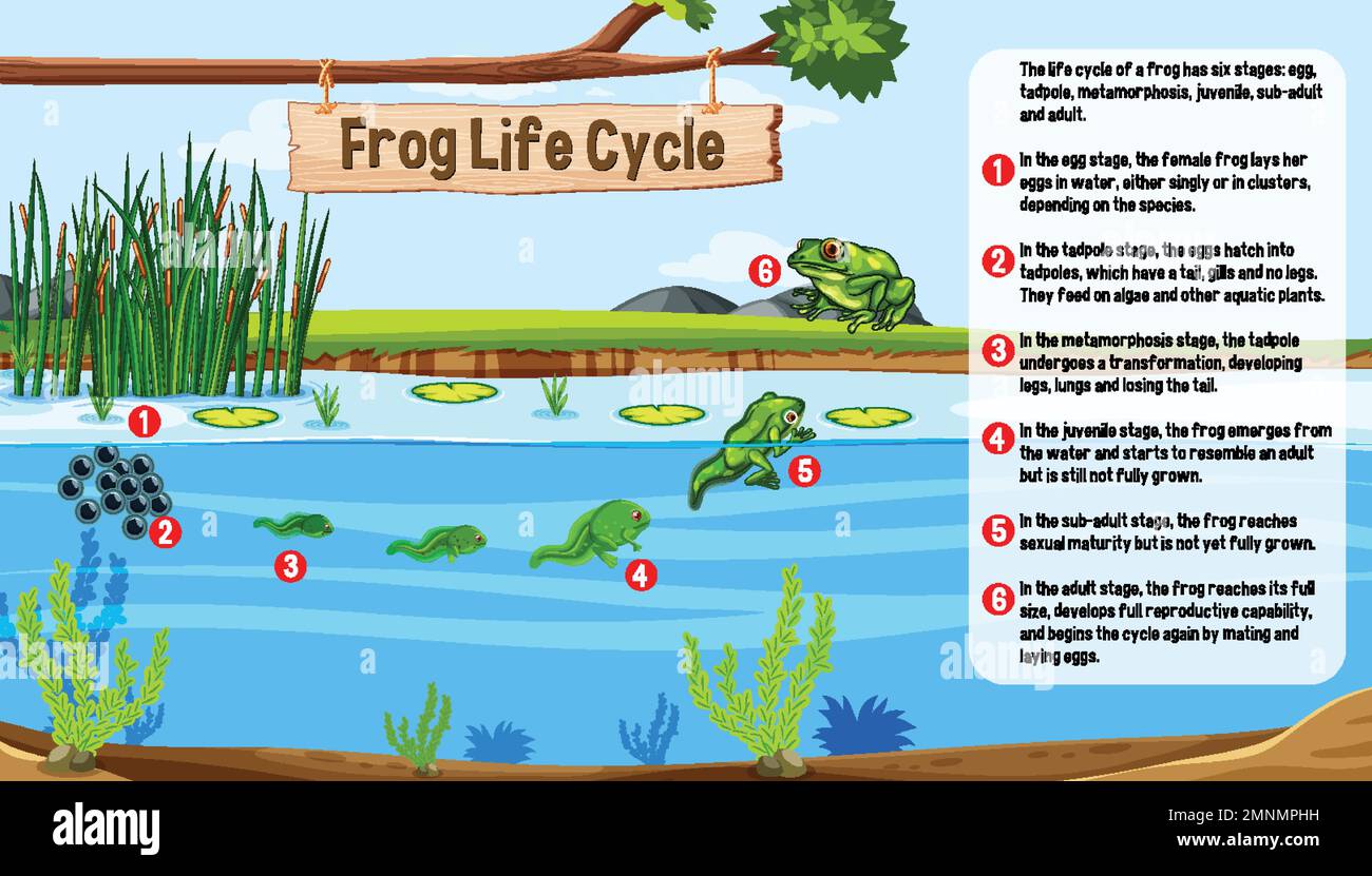 Frog Life Cycle concept vector illustration Stock Vector Image & Art ... Frog Life Cycle concept vector illustration Stock Vector Image & Art ...