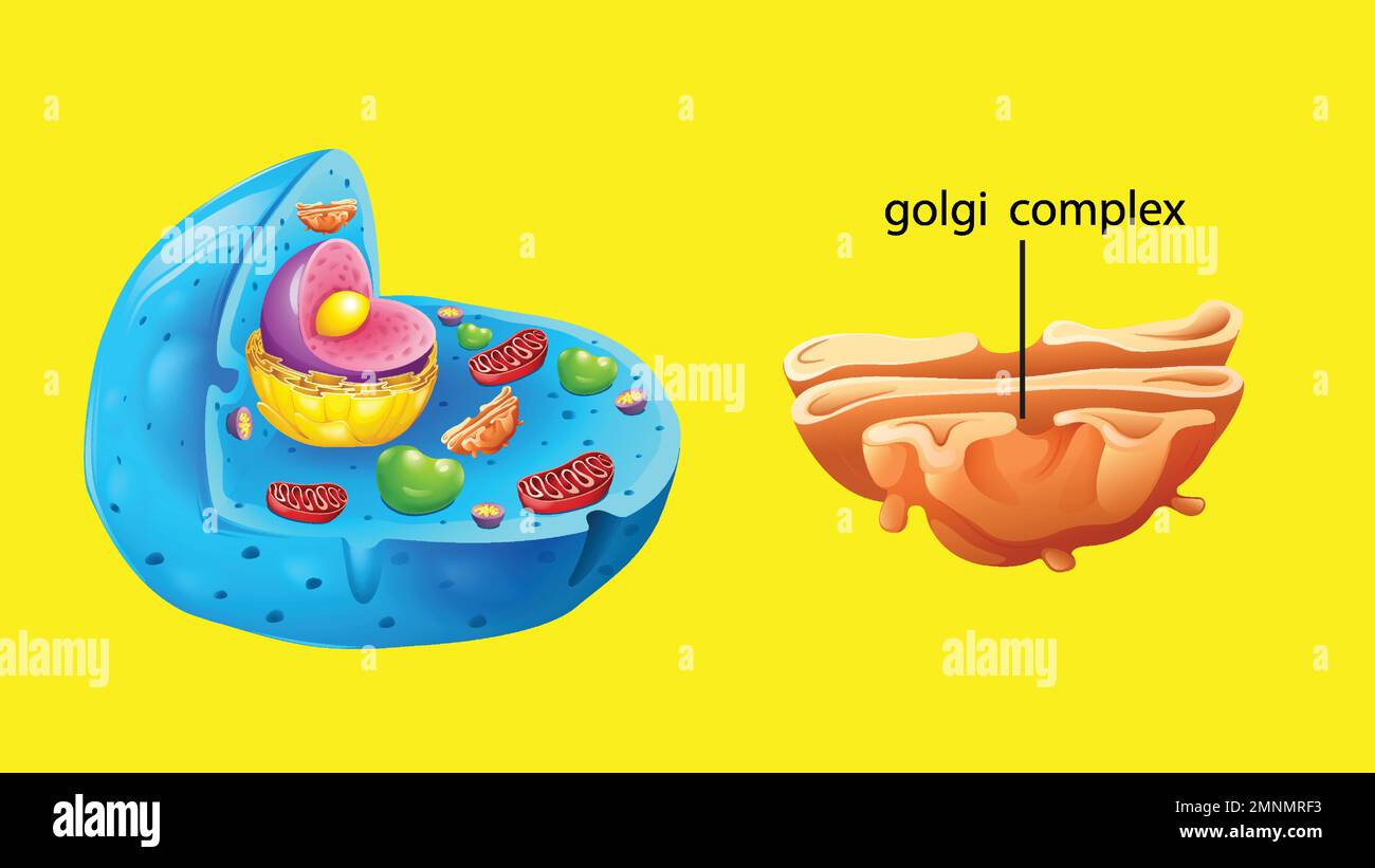 Golgi Apparatus Comic