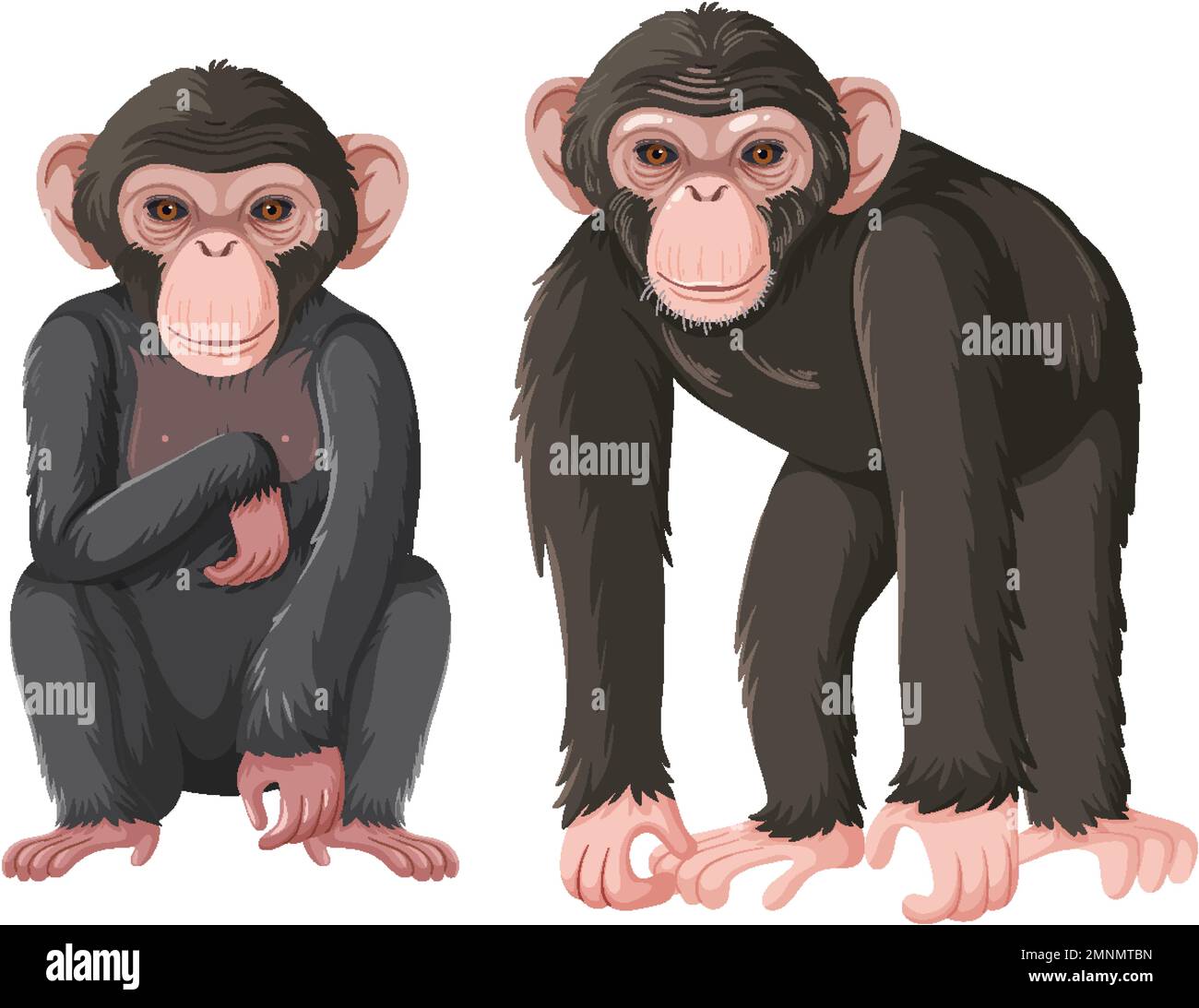Two chimpanzee isolated on white background illustration Stock Vector ...