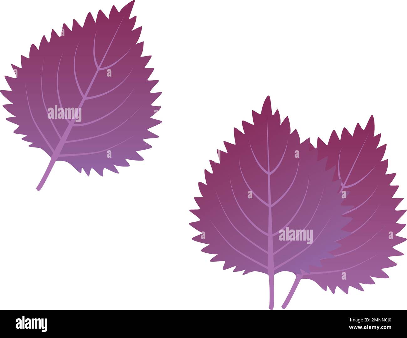 Simple red perilla leaves. Japanese herb. Japanese food seasoning Stock ...