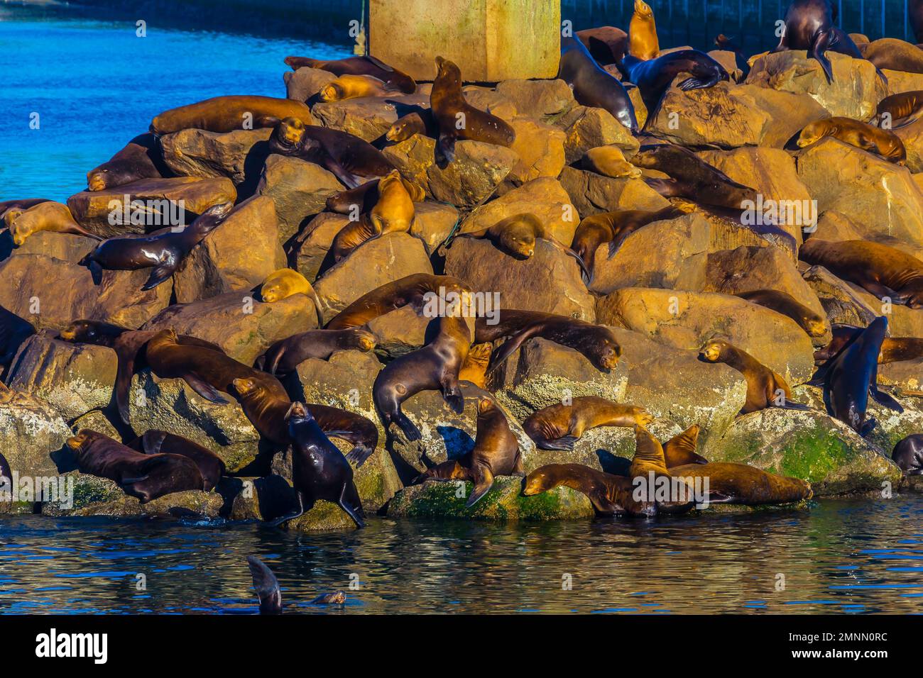 Coloney Of Sea Lions Stock Photo - Alamy