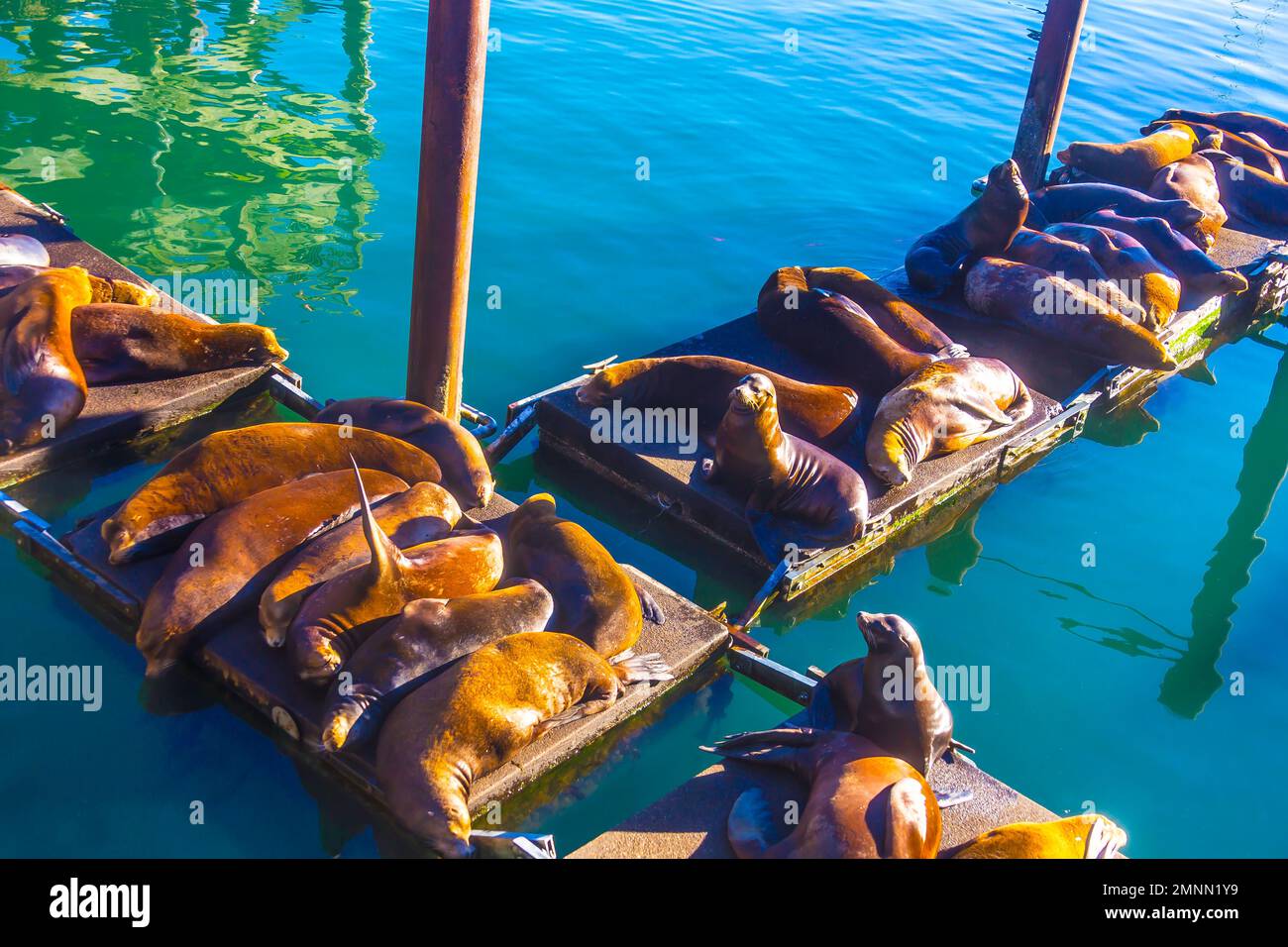 Sea Lions On Harbor Docks Stock Photo - Alamy