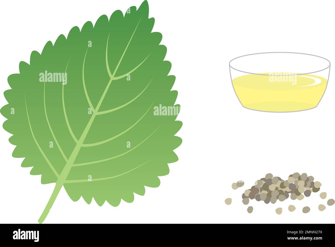Perilla korean perilla Stock Vector Images - Alamy