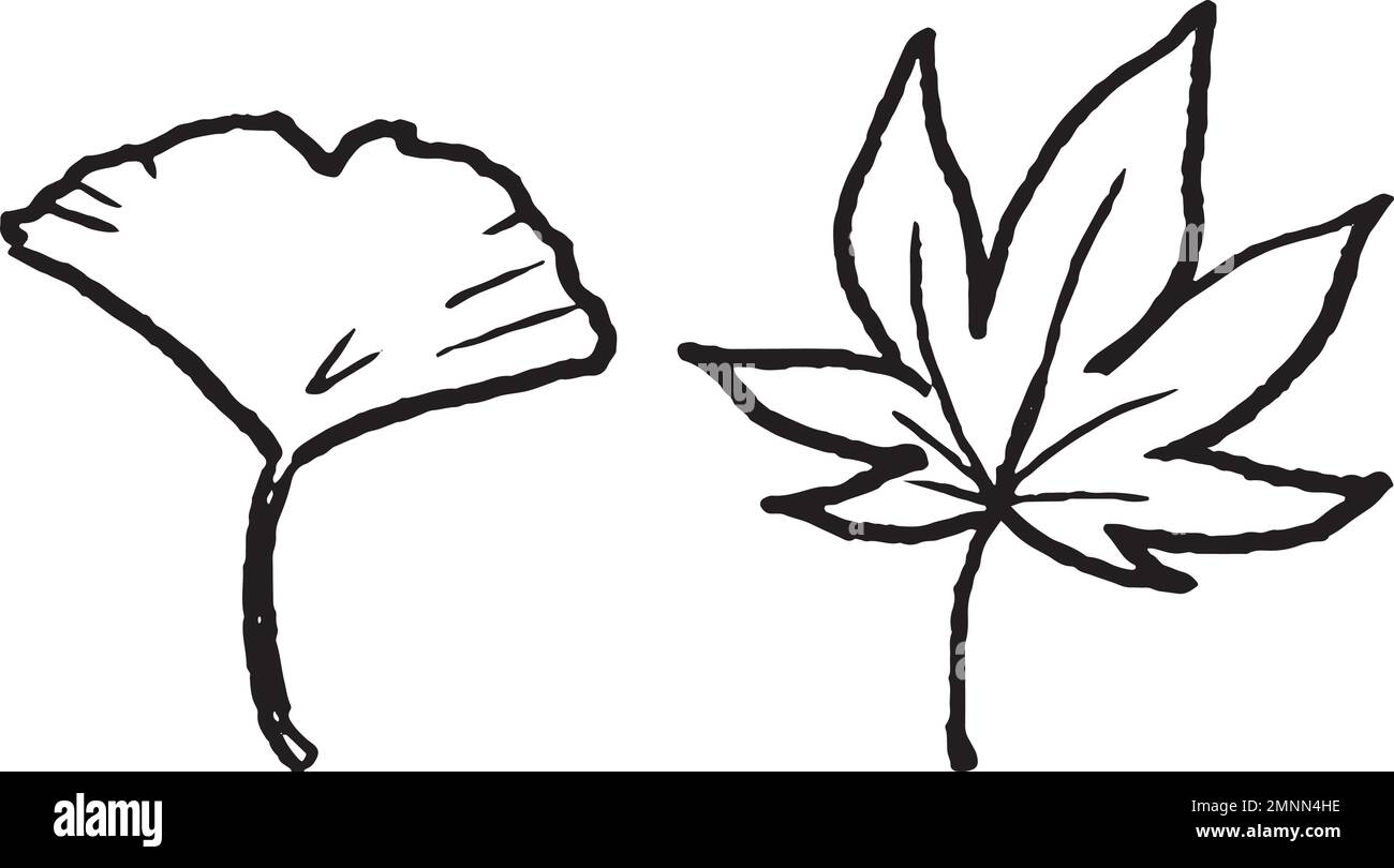 Hand-drawn style line drawing of ginkgo and autumn leaves. Japanese ...