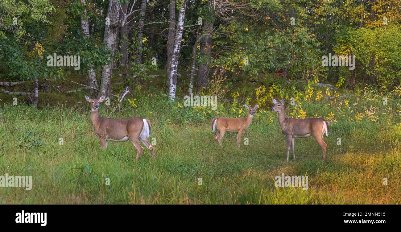 White-tailed deer on alert in a northern Wisconsin field Stock Photo ...