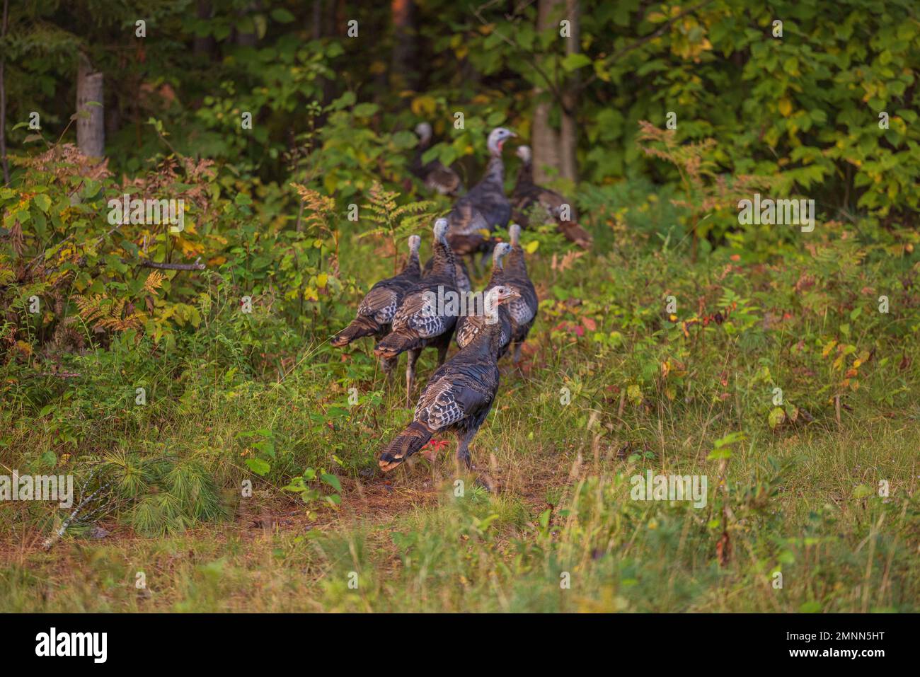 Eastern wild turkeys on a hillside in Clam Lake, Wisconsin Stock Photo ...