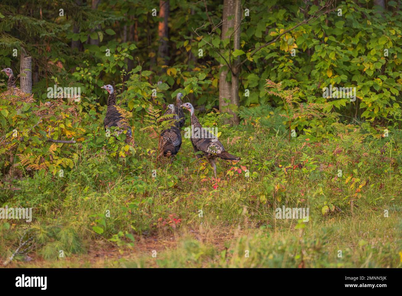 Eastern wild turkeys on a hillside in Clam Lake, Wisconsin Stock Photo ...