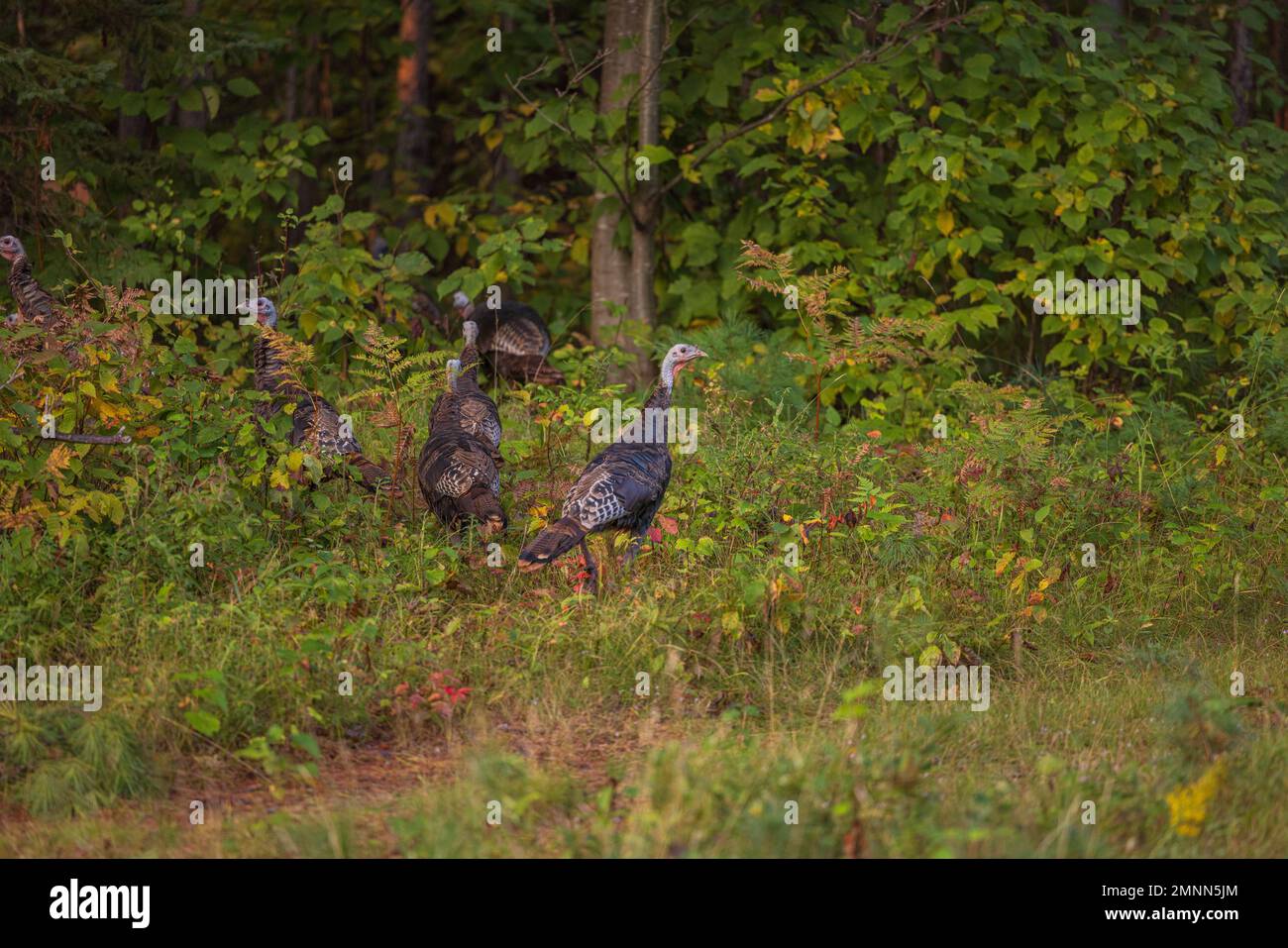 Eastern wild turkeys on a hillside in Clam Lake, Wisconsin Stock Photo ...
