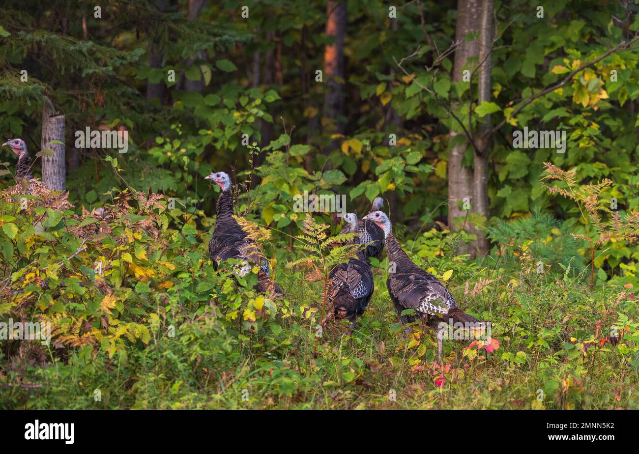 Juvenile wild turkeys hi-res stock photography and images - Alamy
