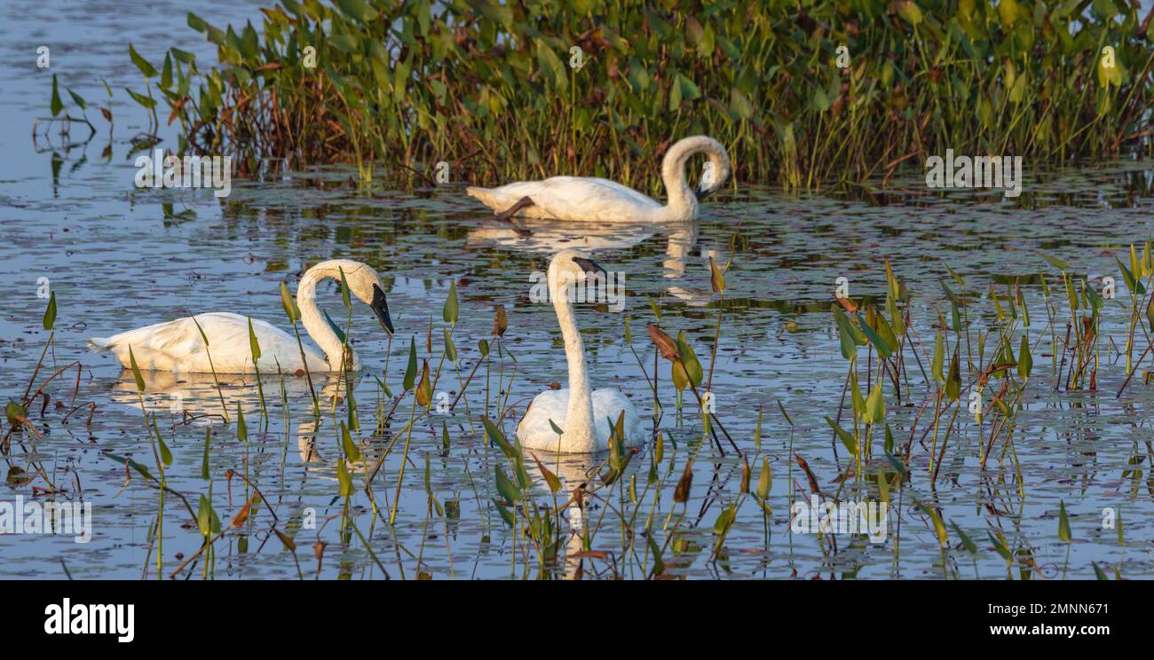 Three swans swim in lake hi-res stock photography and images - Alamy