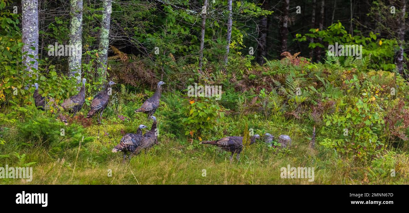 Eastern wild turkeys on a hillside in Clam Lake, Wisconsin Stock Photo ...