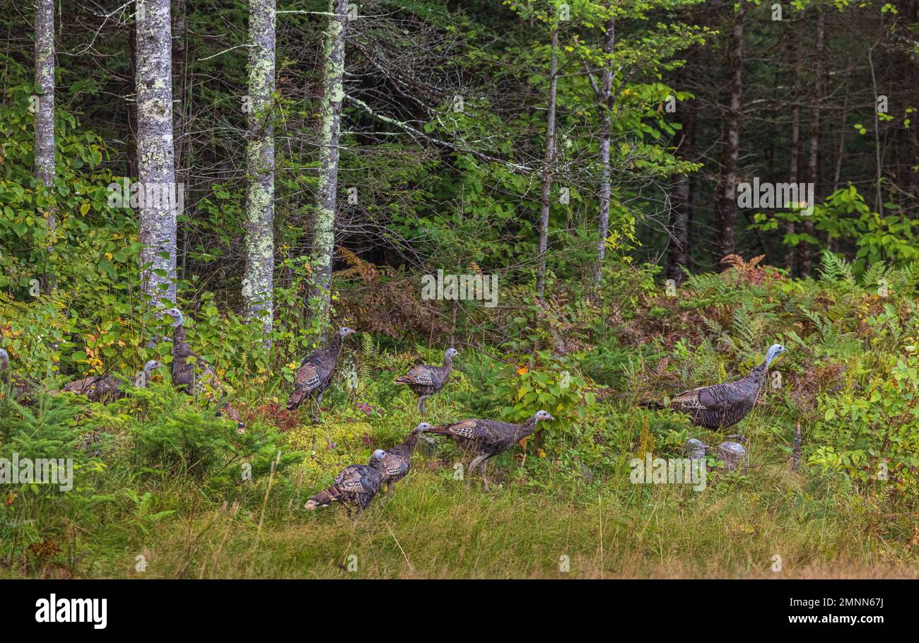Eastern wild turkeys on a hillside in Clam Lake, Wisconsin Stock Photo ...