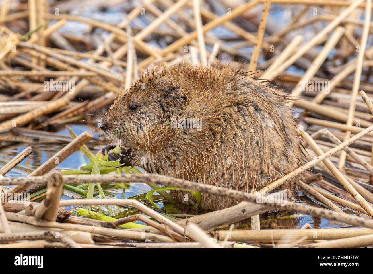 Muskrat on a Bed of Cattails Stock Photo - Alamy