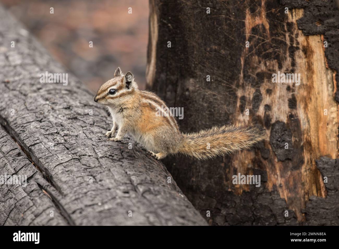 Chipmunk on a Burned Log Stock Photo - Alamy
