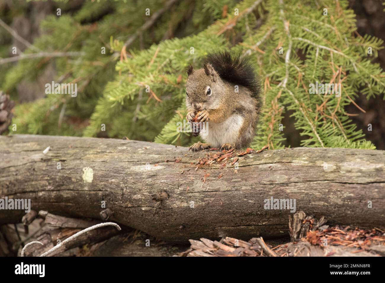 Chickaree eating fir cone hi-res stock photography and images - Alamy