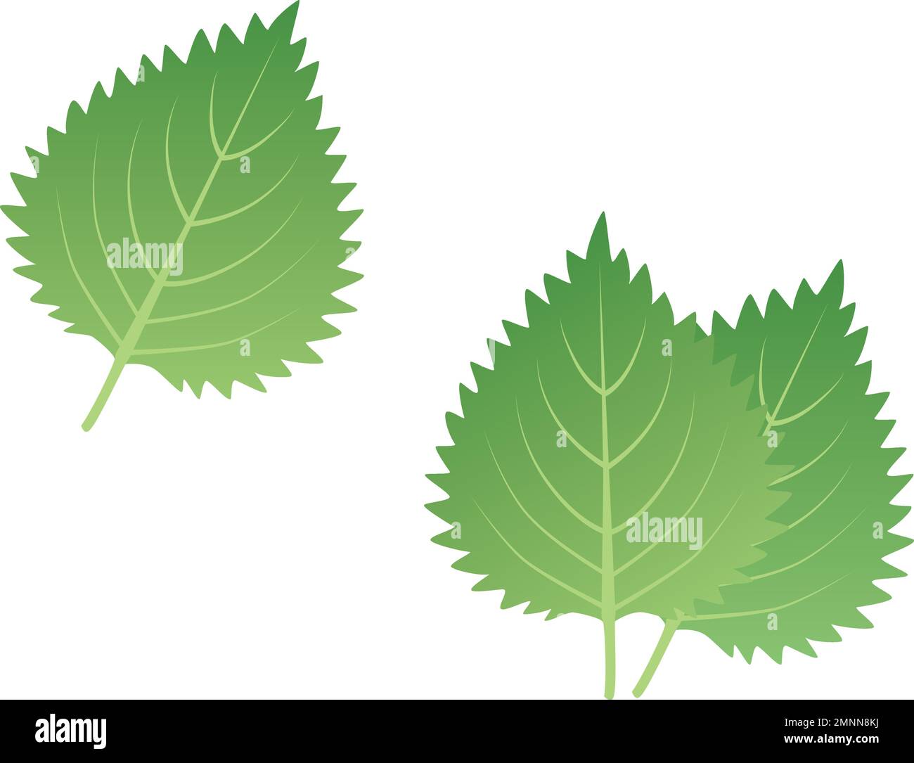 Japanese basil vector vectors hi-res stock photography and images - Alamy