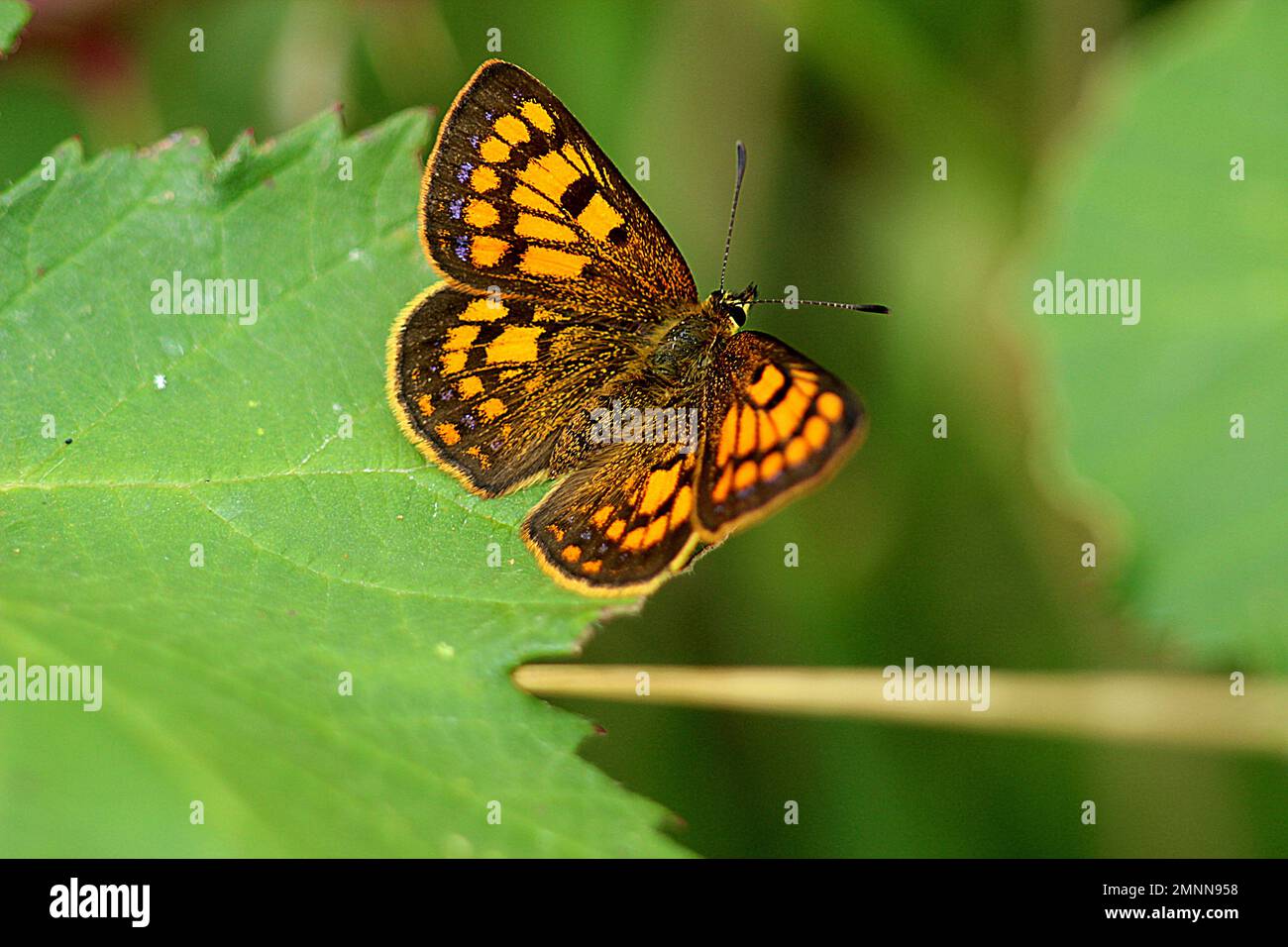 Male and female coastal copper butterflies (Lycaena sp Stock Photo - Alamy