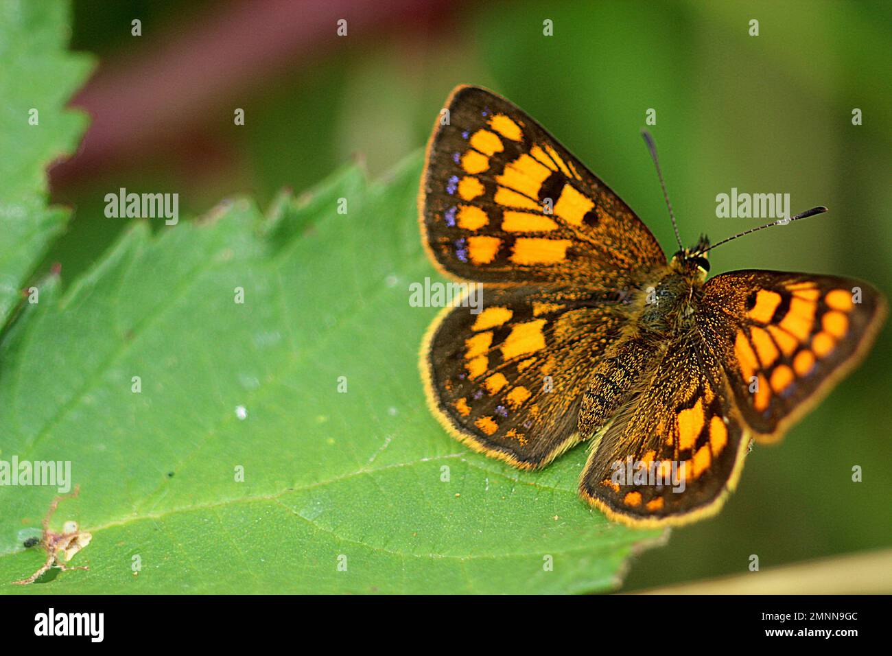 Male and female coastal copper butterflies (Lycaena sp Stock Photo - Alamy