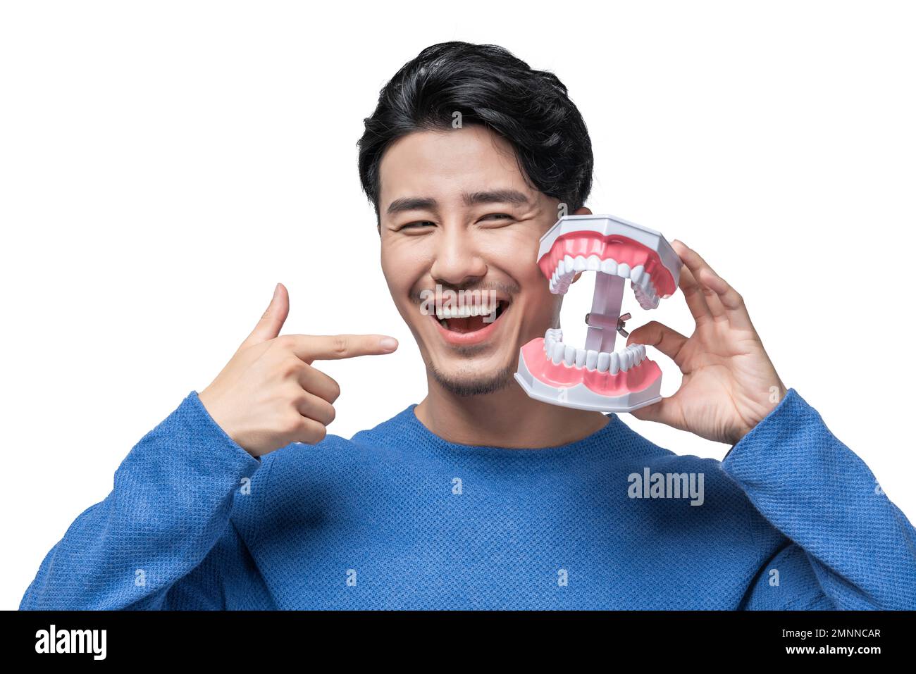 The young man holding a tooth model Stock Photo - Alamy