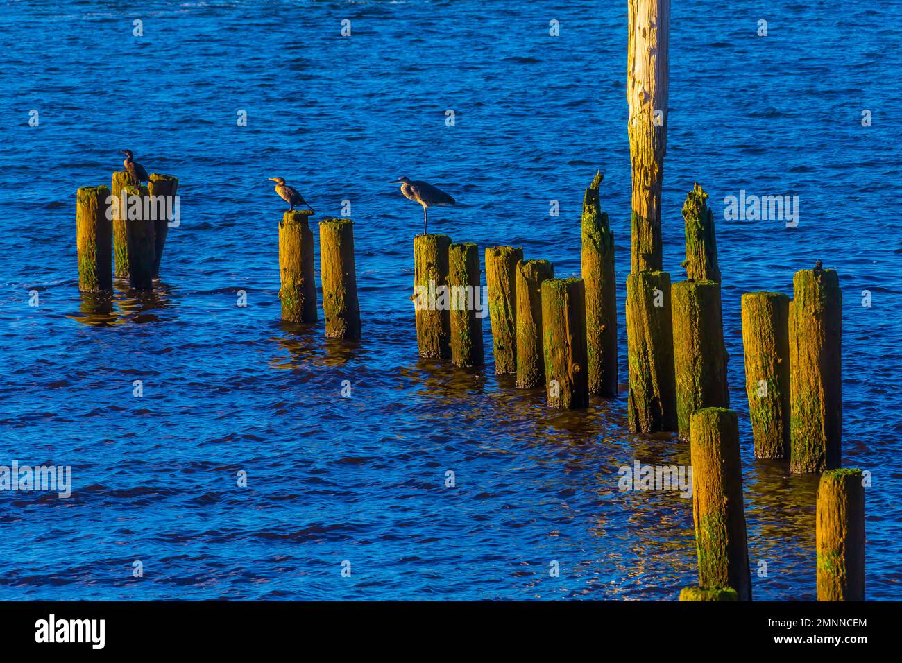 Rotten posts at pier hi-res stock photography and images - Alamy