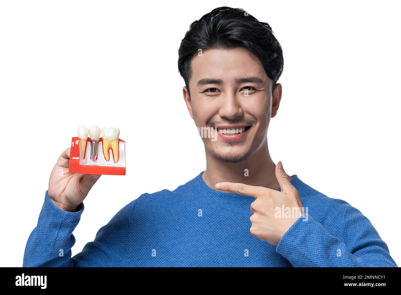 The young man holding a tooth model Stock Photo - Alamy