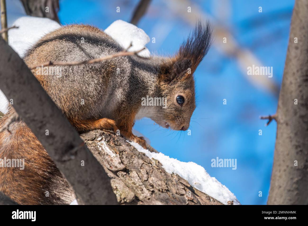Squirrel in winter sits on a tree trunk with snow. Eurasian red ...