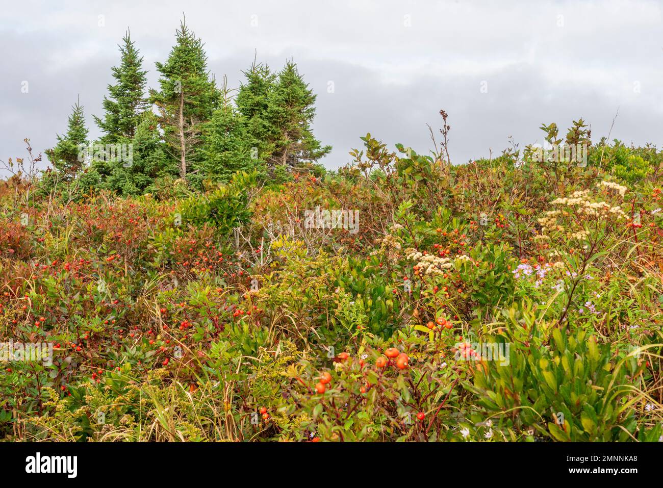Fall foliage at Chebucto Head, Nova Scotia, Canada Stock Photo - Alamy