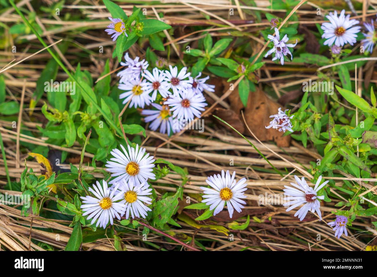 Canada fleabane hi-res stock photography and images - Alamy