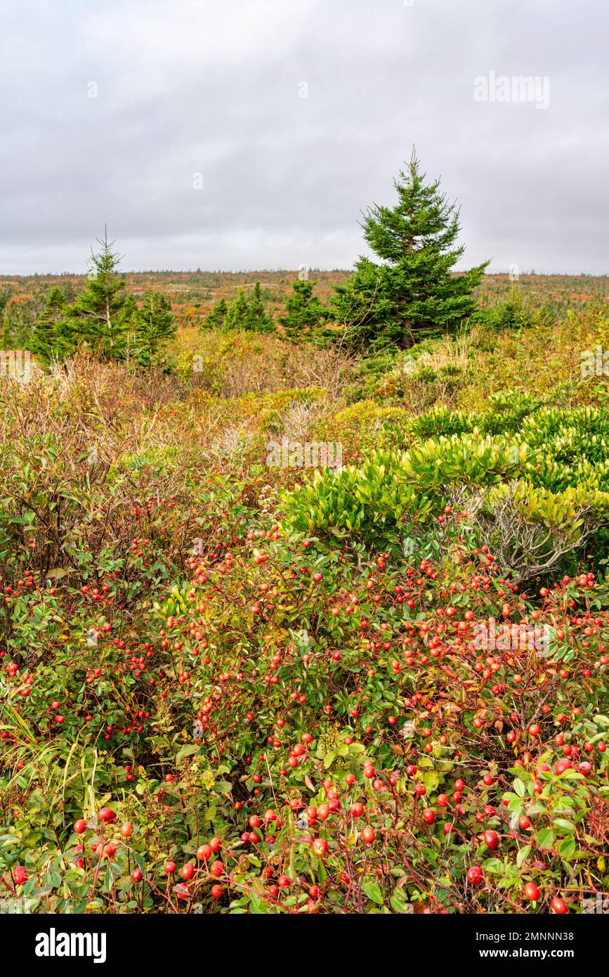 Fall foliage at Chebucto Head, Nova Scotia, Canada Stock Photo - Alamy