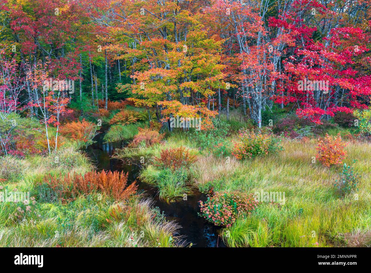 Fall foliage color in the trees near Sable River, Nova Scotia, Canada ...