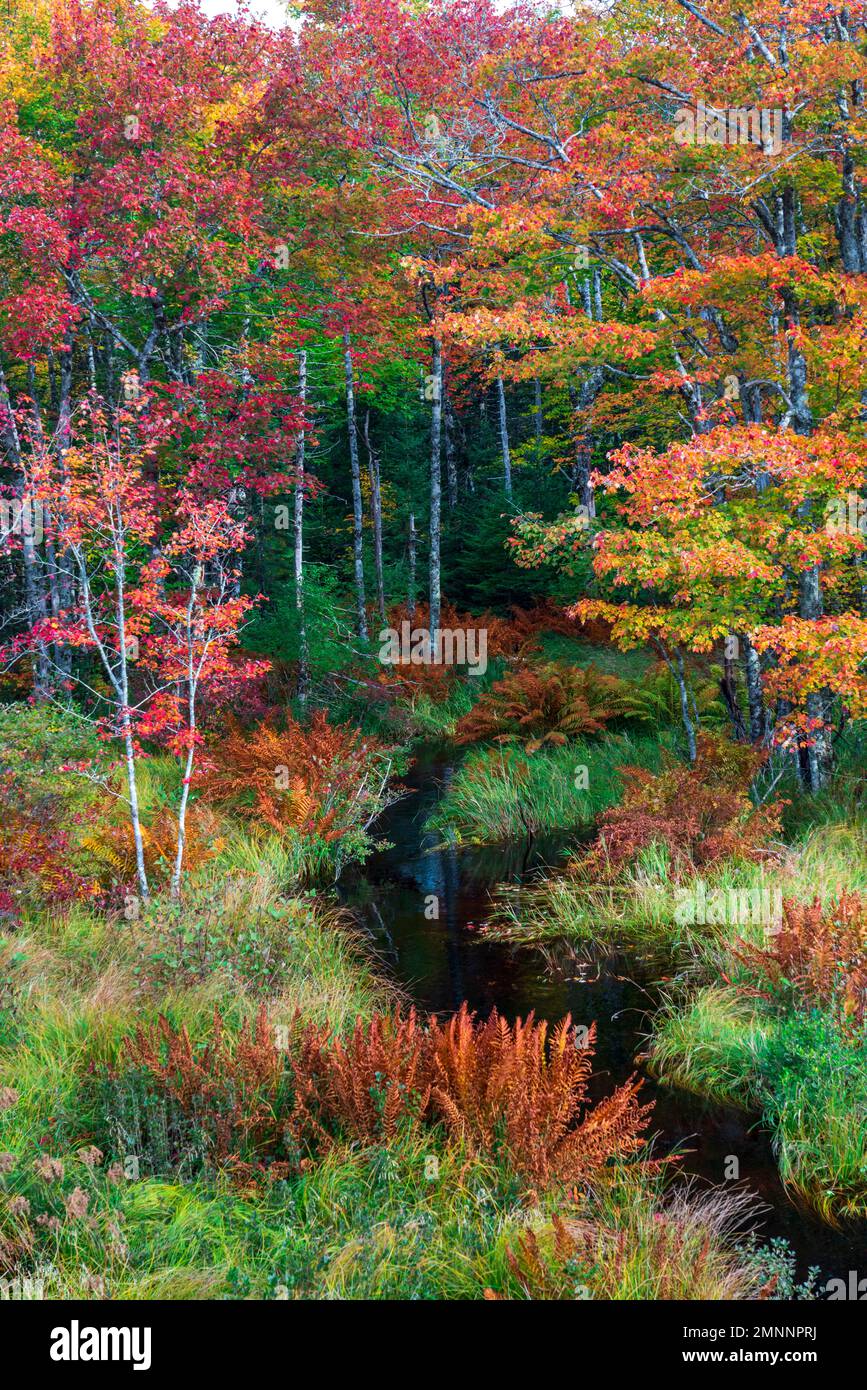Fall foliage color in the trees near Sable River, Nova Scotia, Canada ...