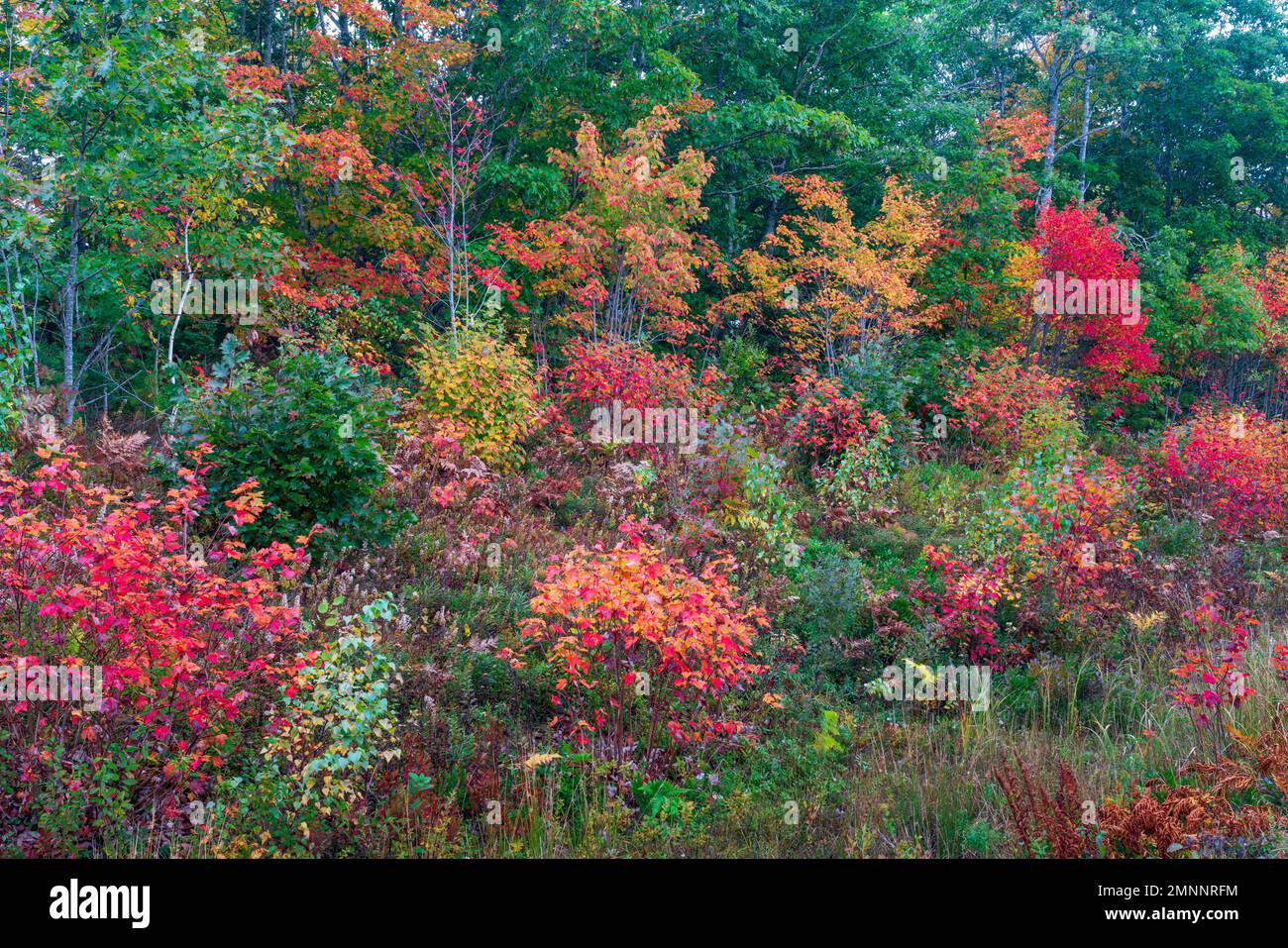 Fall foliage color in the forest trees near Sandy Point, Nova Scotia ...