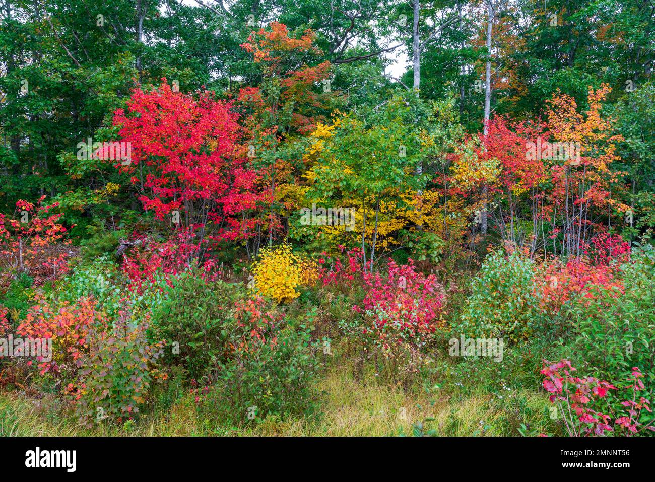 Fall foliage color in the forest trees near Sandy Point, Nova Scotia ...