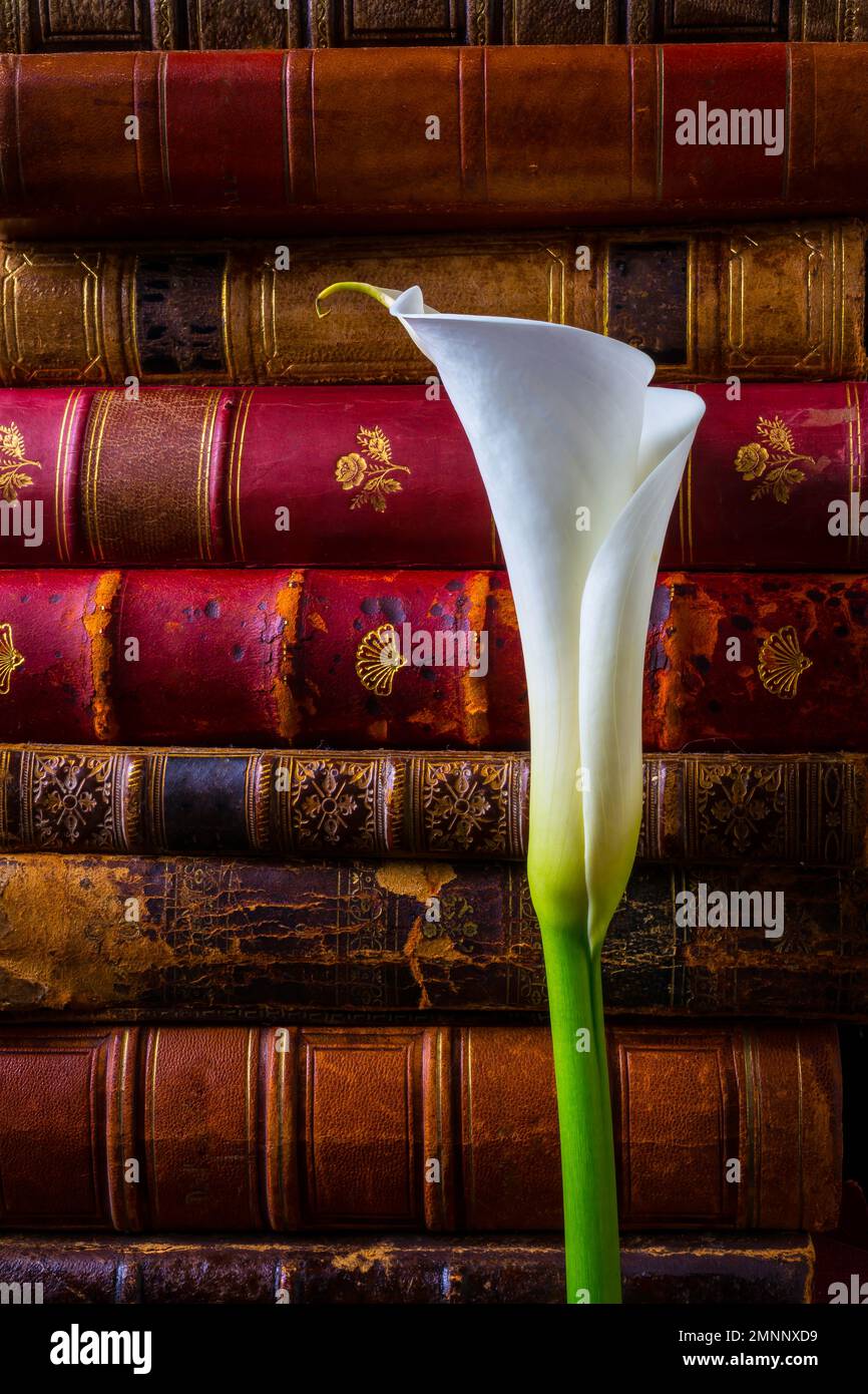 Old Books And Calla Lily Stock Photo - Alamy