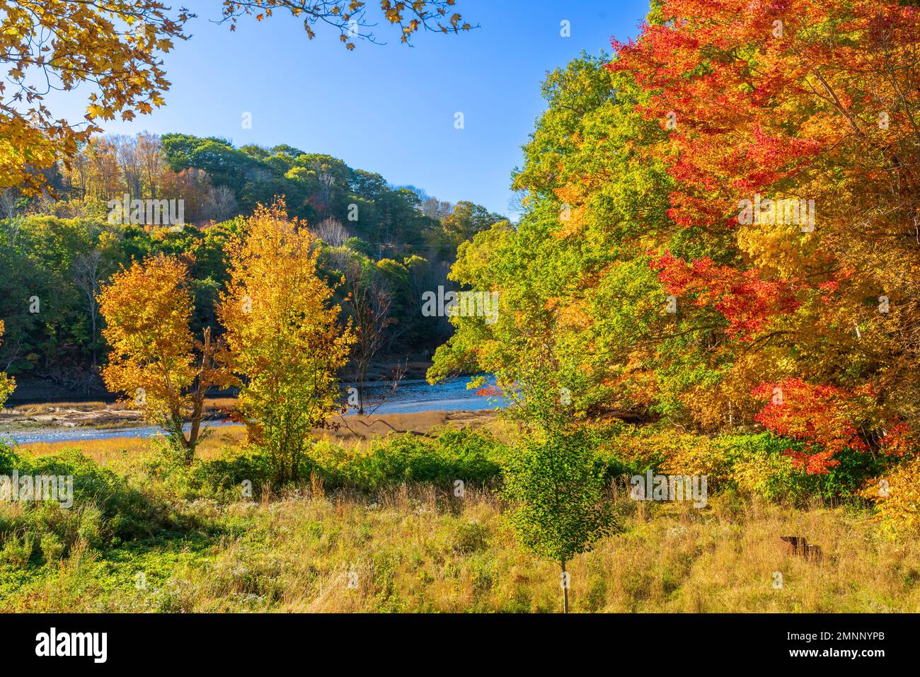Fall foliage color near Bear river, Nova Scotia, Canada Stock Photo - Alamy