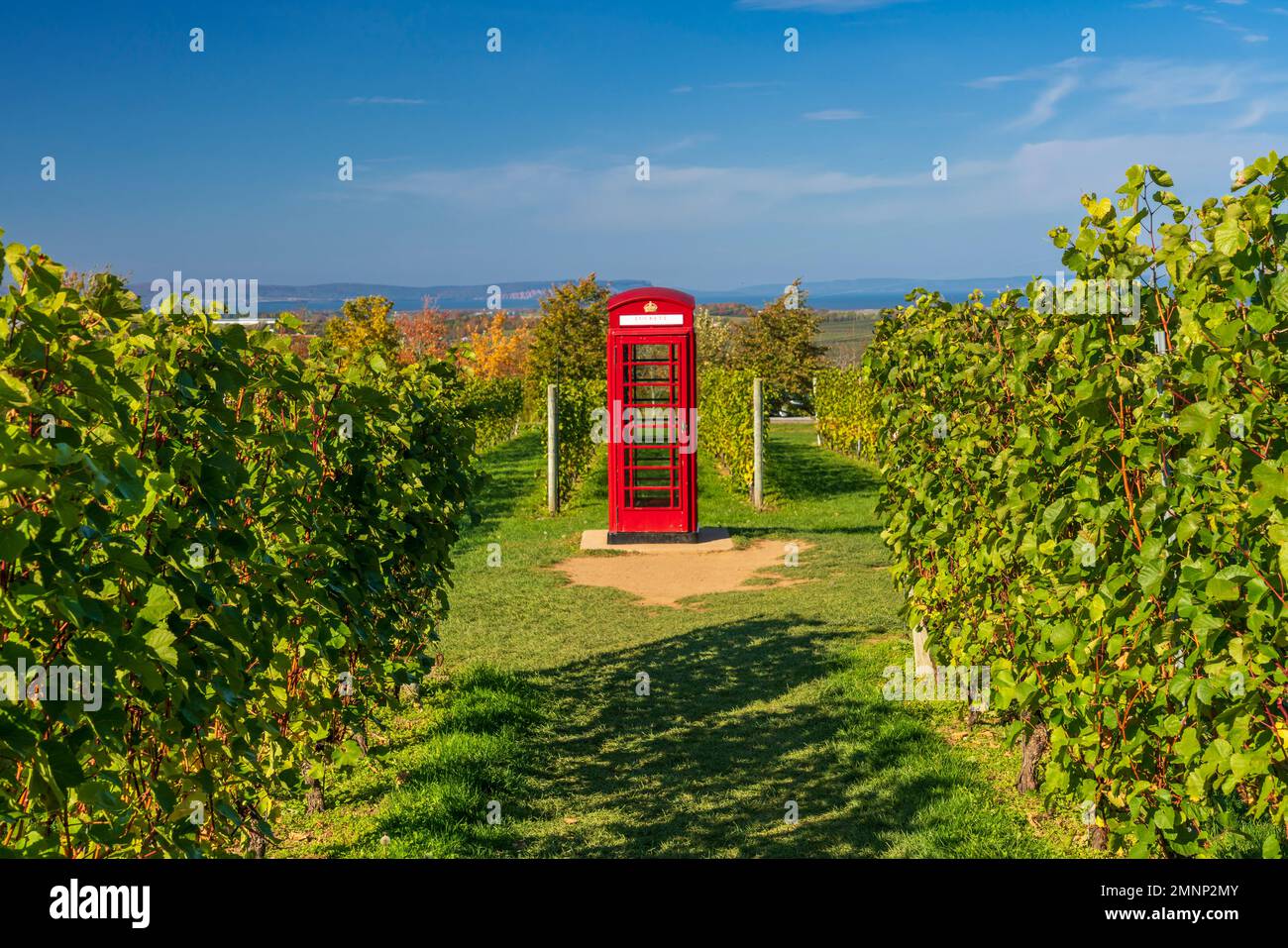 at A red British telephone booth and vineyards the Luckett Vineyards ...
