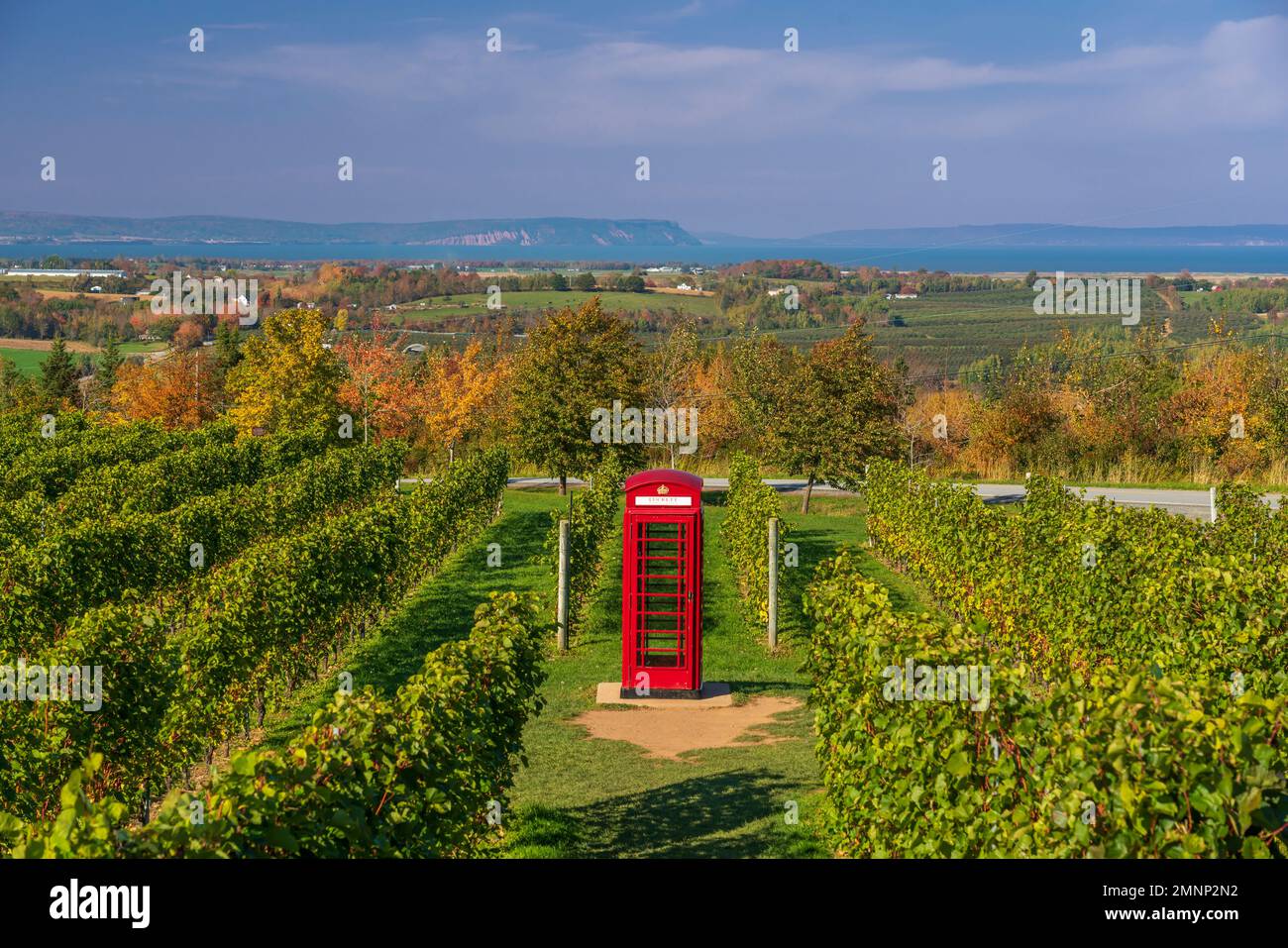 at A red British telephone booth and vineyards the Luckett Vineyards ...