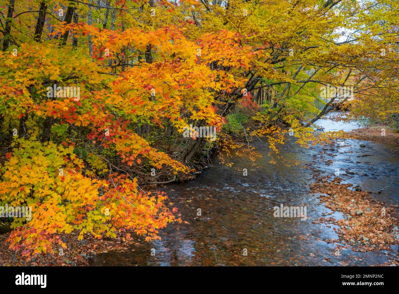Fall foliage color in the trees of the Wentworth Valley, Nova Scotia ...