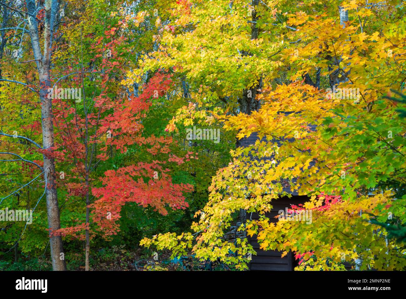 Fall foliage color in the trees of the Wentworth Valley, Nova Scotia ...