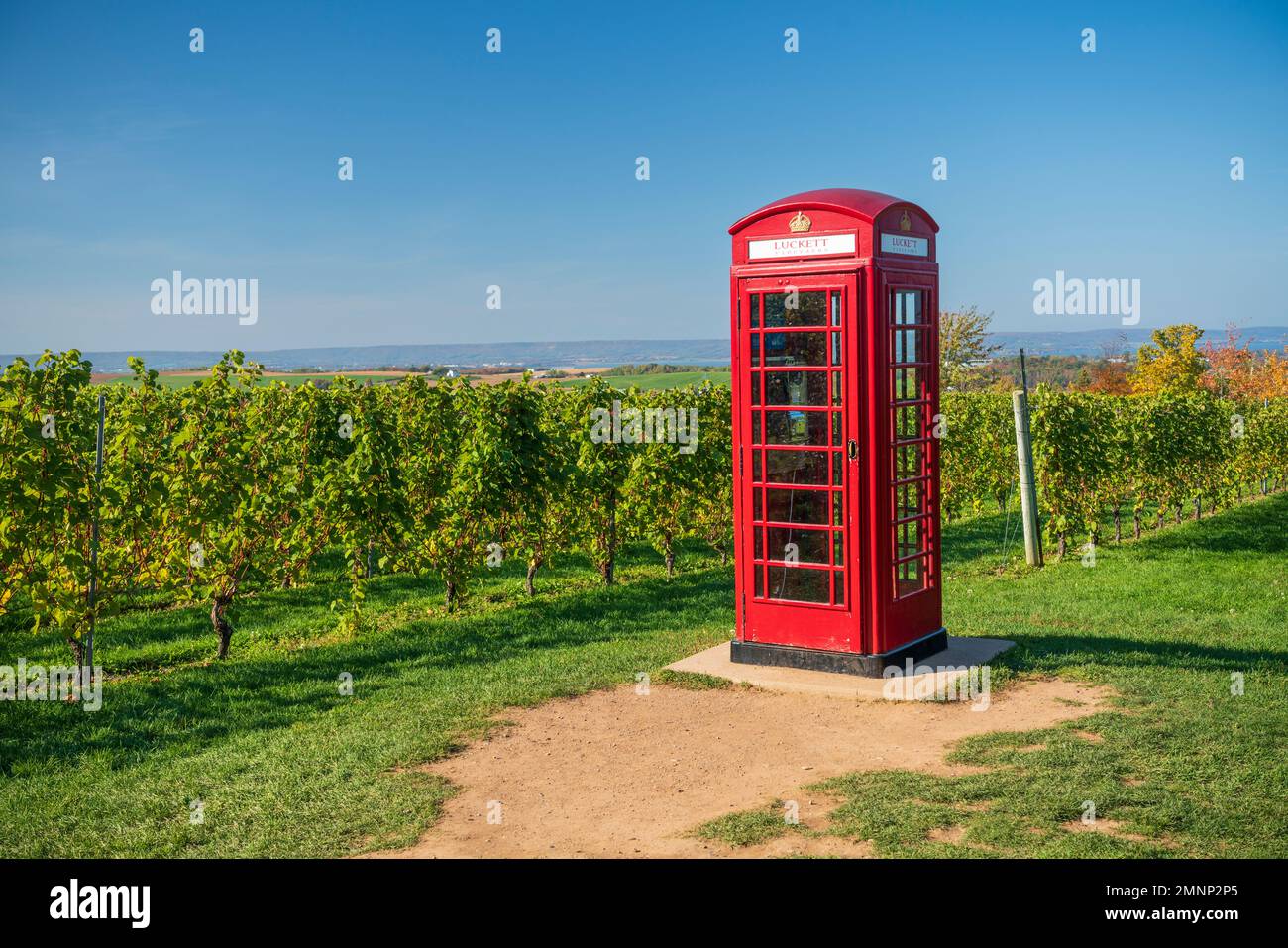 at A red British telephone booth and vineyards the Luckett Vineyards ...