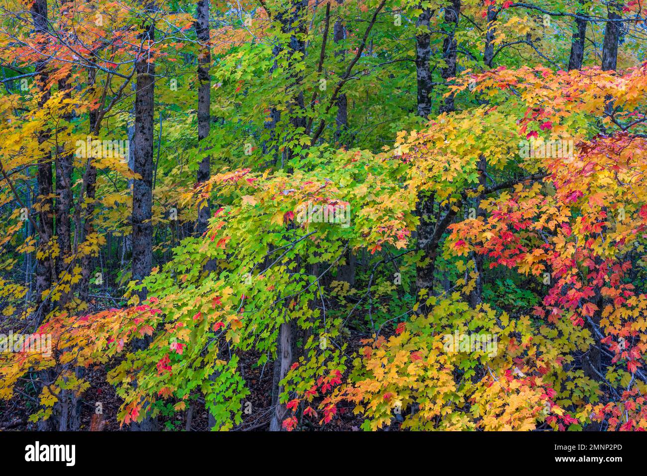 Fall foliage color in the trees of the Wentworth Valley, Nova Scotia ...