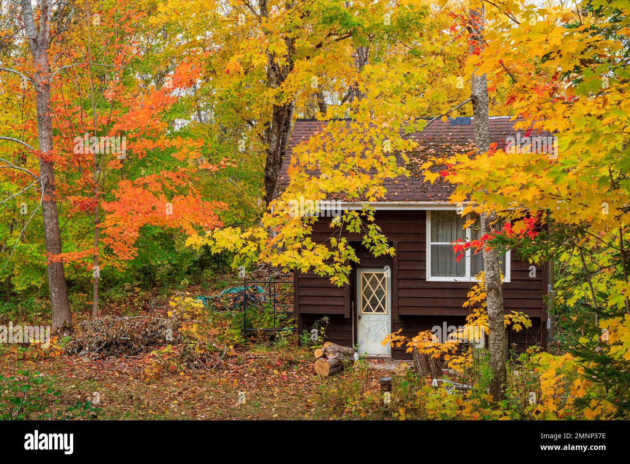 Fall foliage color in the trees of the Wentworth Valley, Nova Scotia ...
