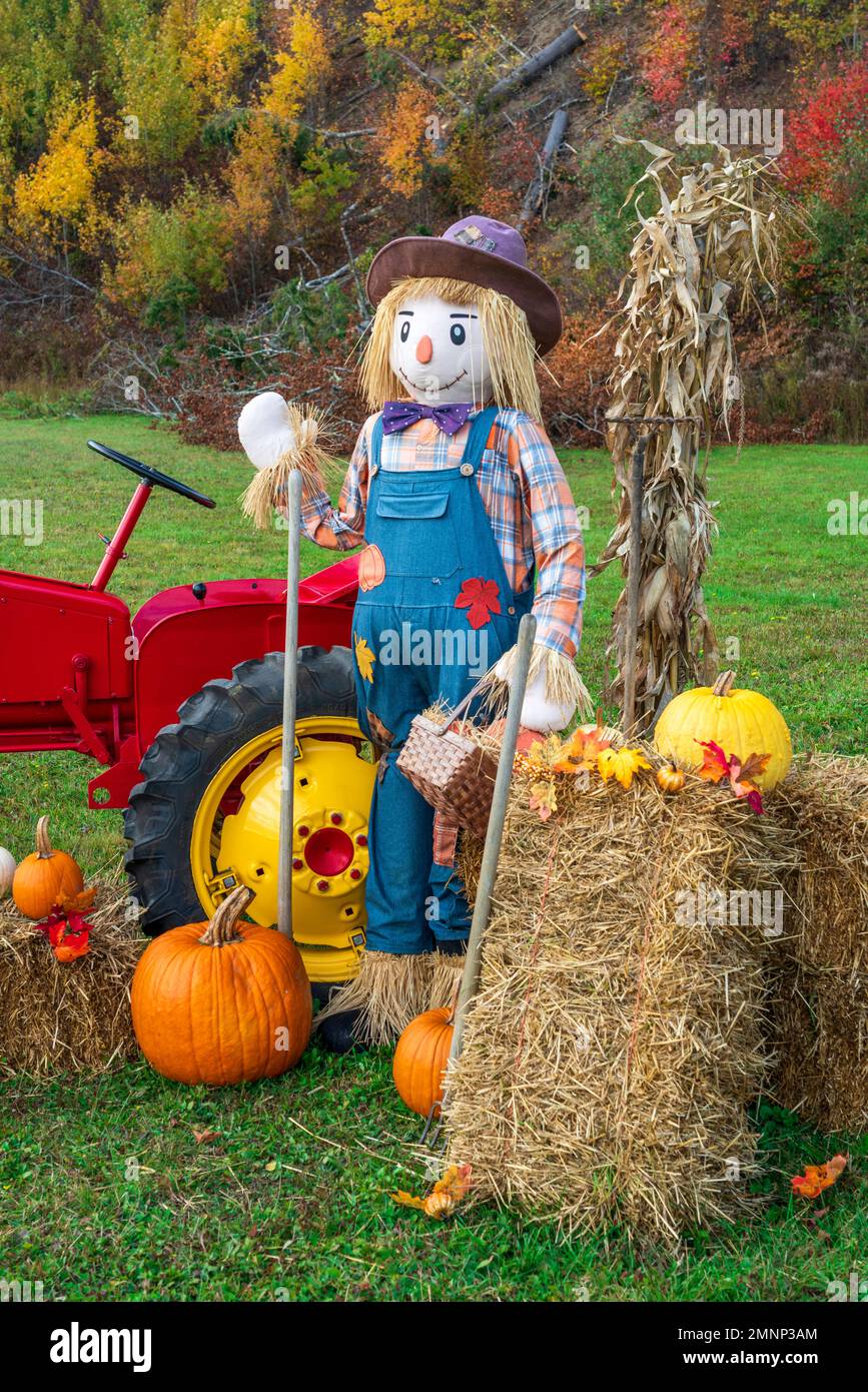 A fall display with scarecrow and red tractor in the Wentworth Valley ...