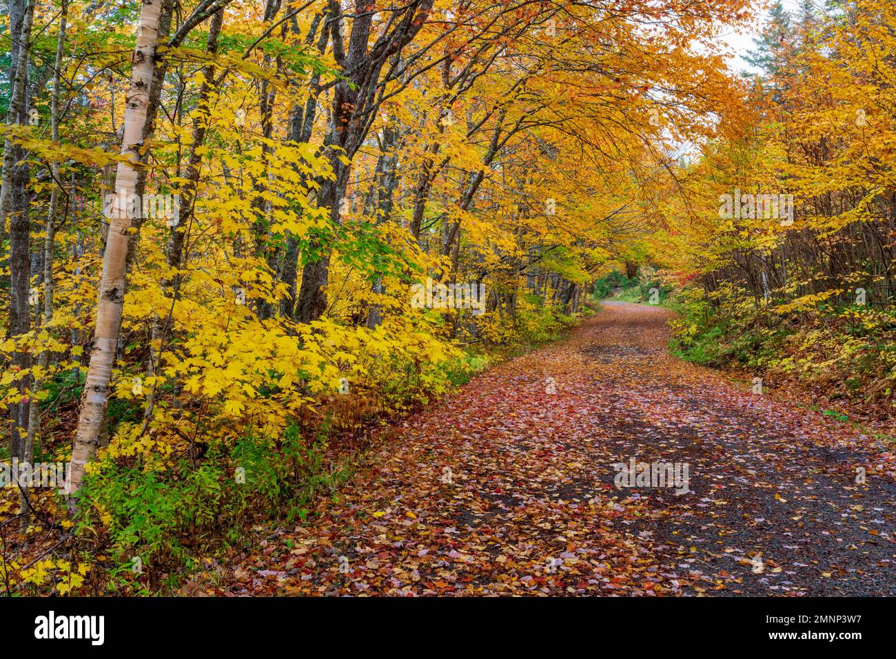 Fall foliage color along the Cabot Trail, Cape Brreton Island, Nova ...