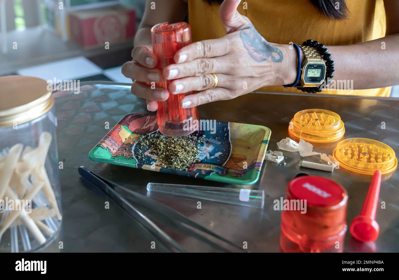 A woman pours cannabis out of Ginger. The process of rolling up a joint ...